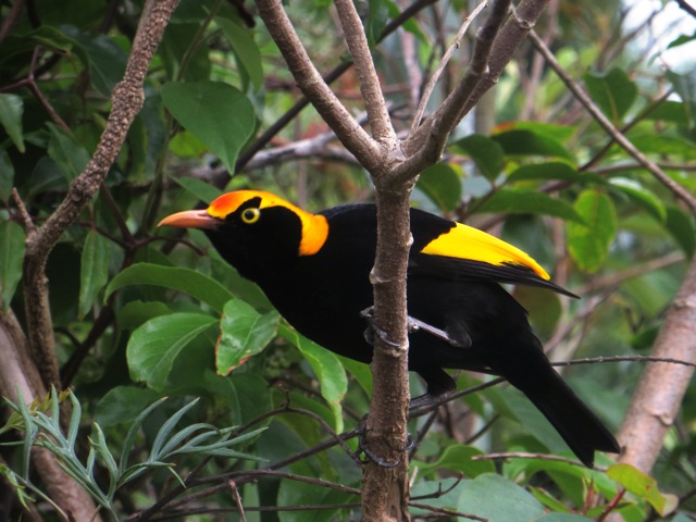 BIRDS OF THE RAINFOREST – Lyrebird Mountain