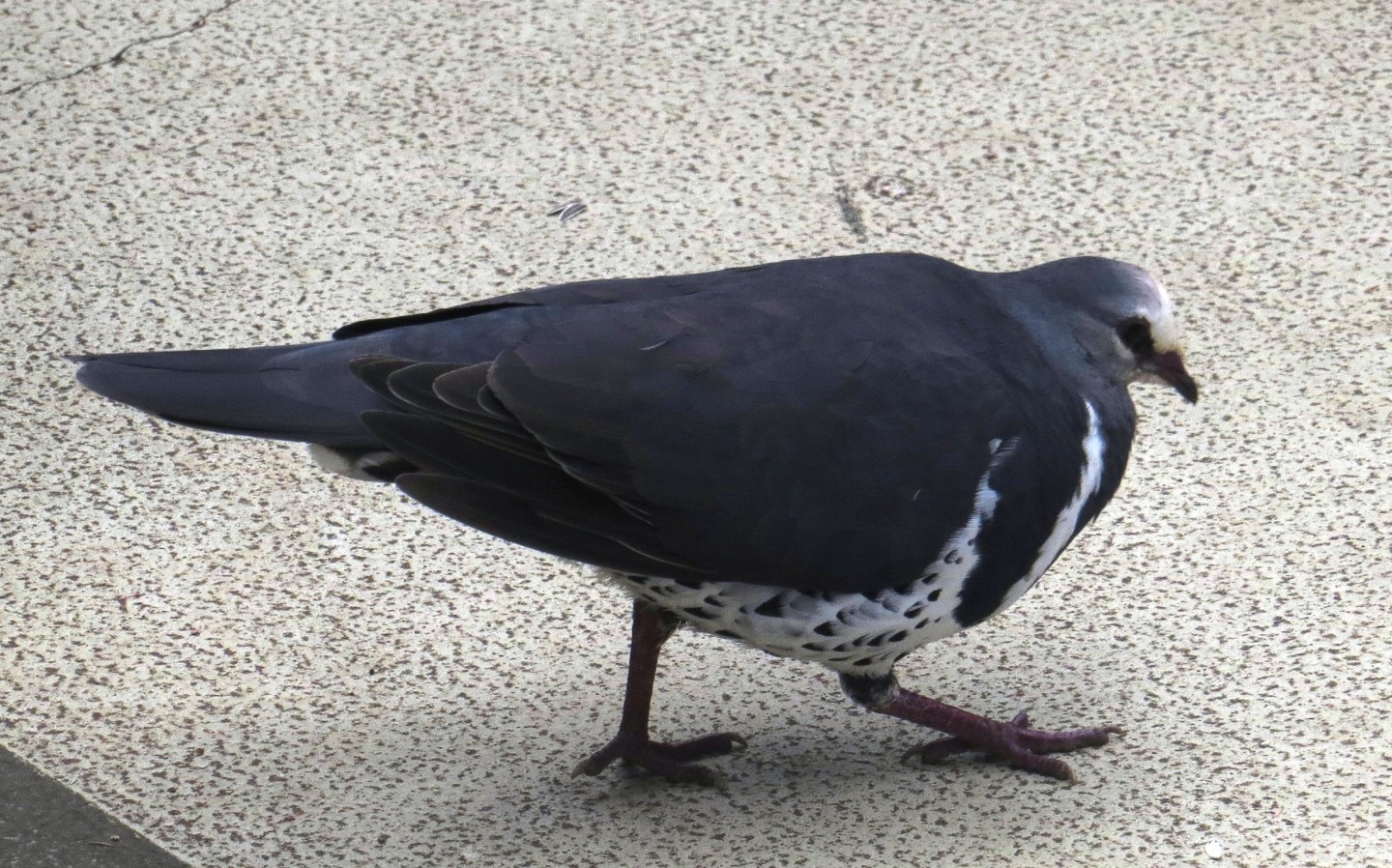 BIRDS OF THE RAINFOREST – Lyrebird Mountain
