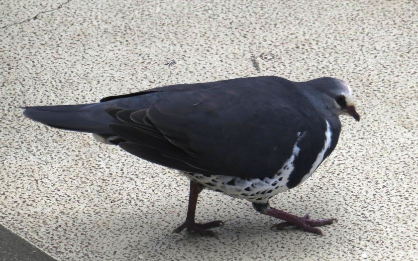 BIRDS OF THE RAINFOREST – Lyrebird Mountain