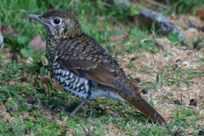 BIRDS OF THE RAINFOREST – Lyrebird Mountain