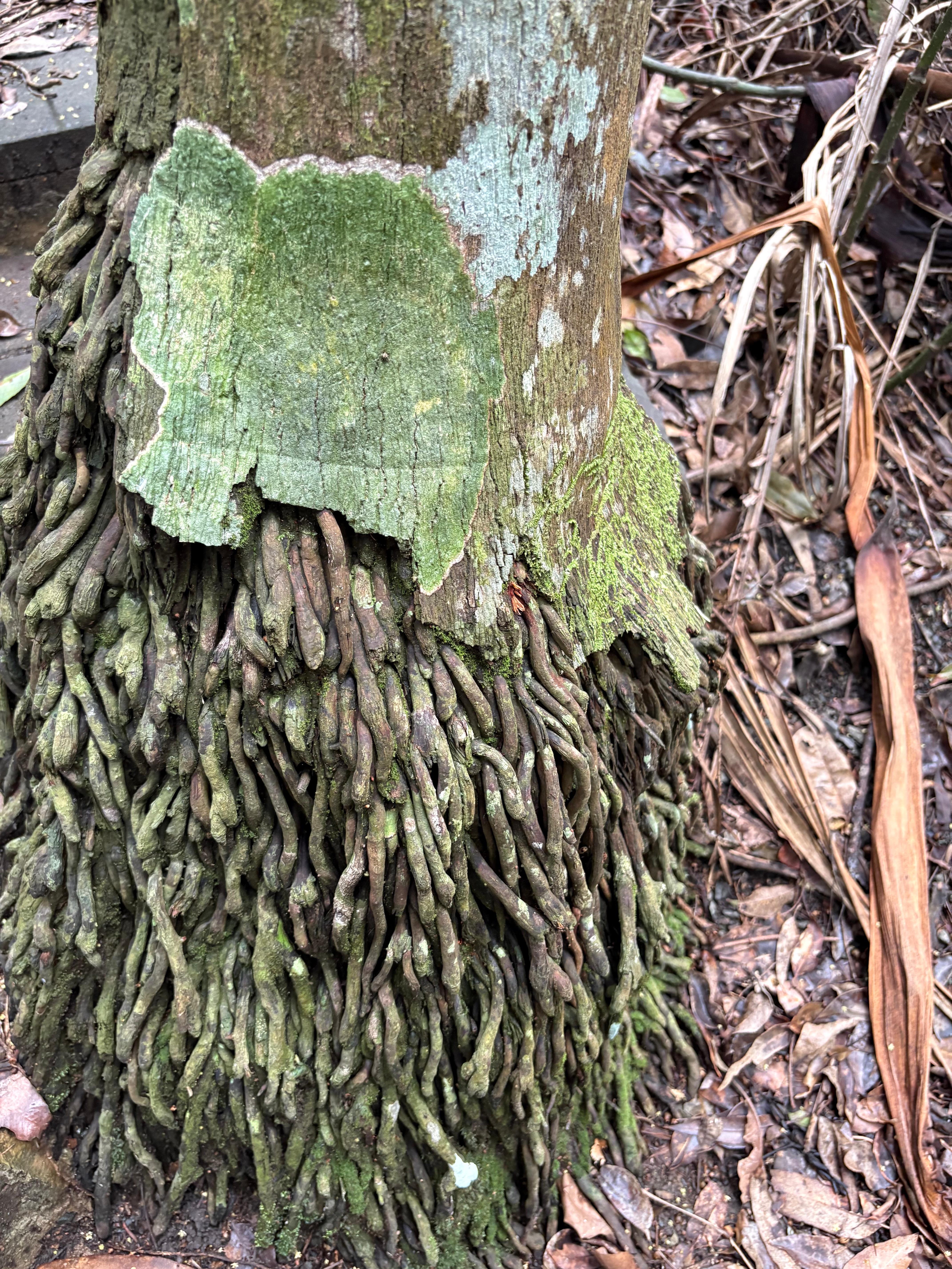 Palms – the graceful dancers of the rainforest – Lyrebird Mountain