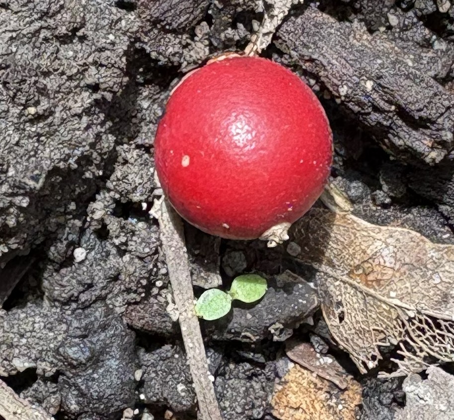 Palms – the graceful dancers of the rainforest – Lyrebird Mountain
